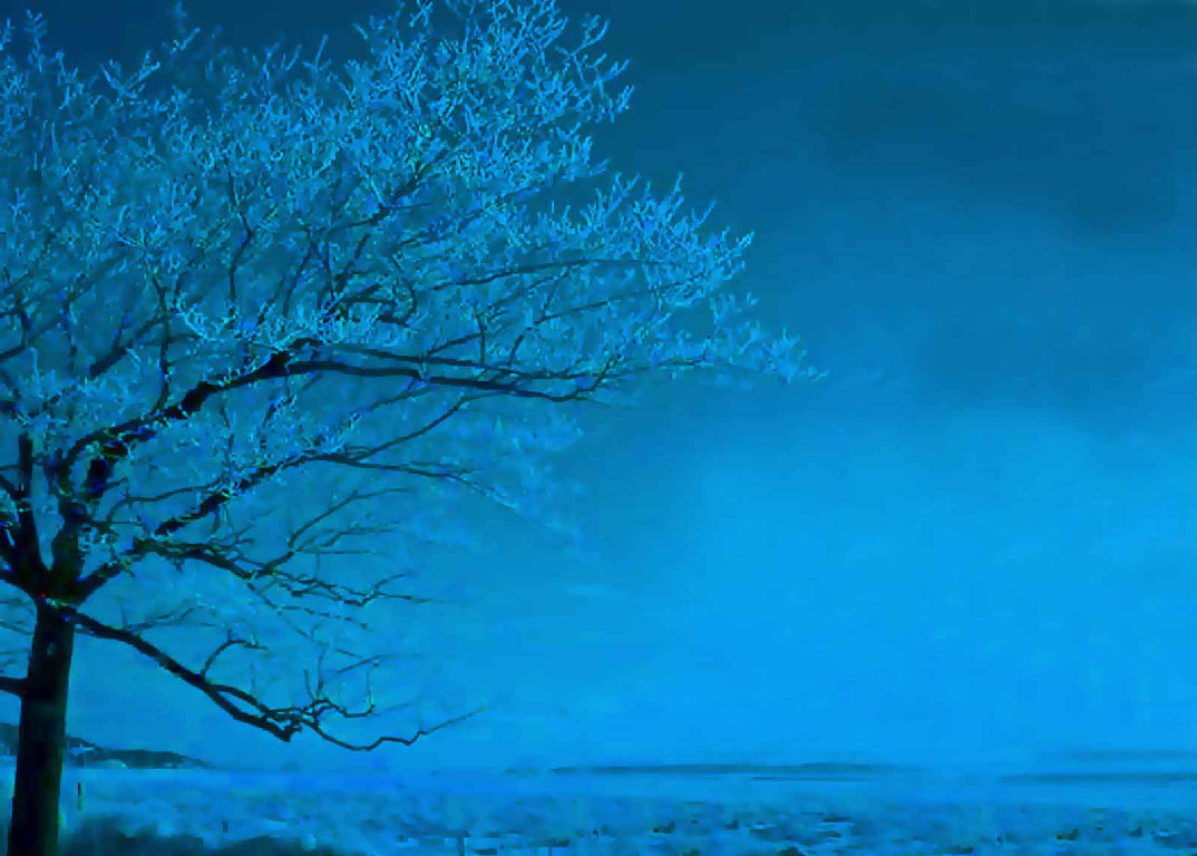 BEAUTIFUL NATURE SCENERY BLUE TREE beautiful-nature-scenery-blue-tree